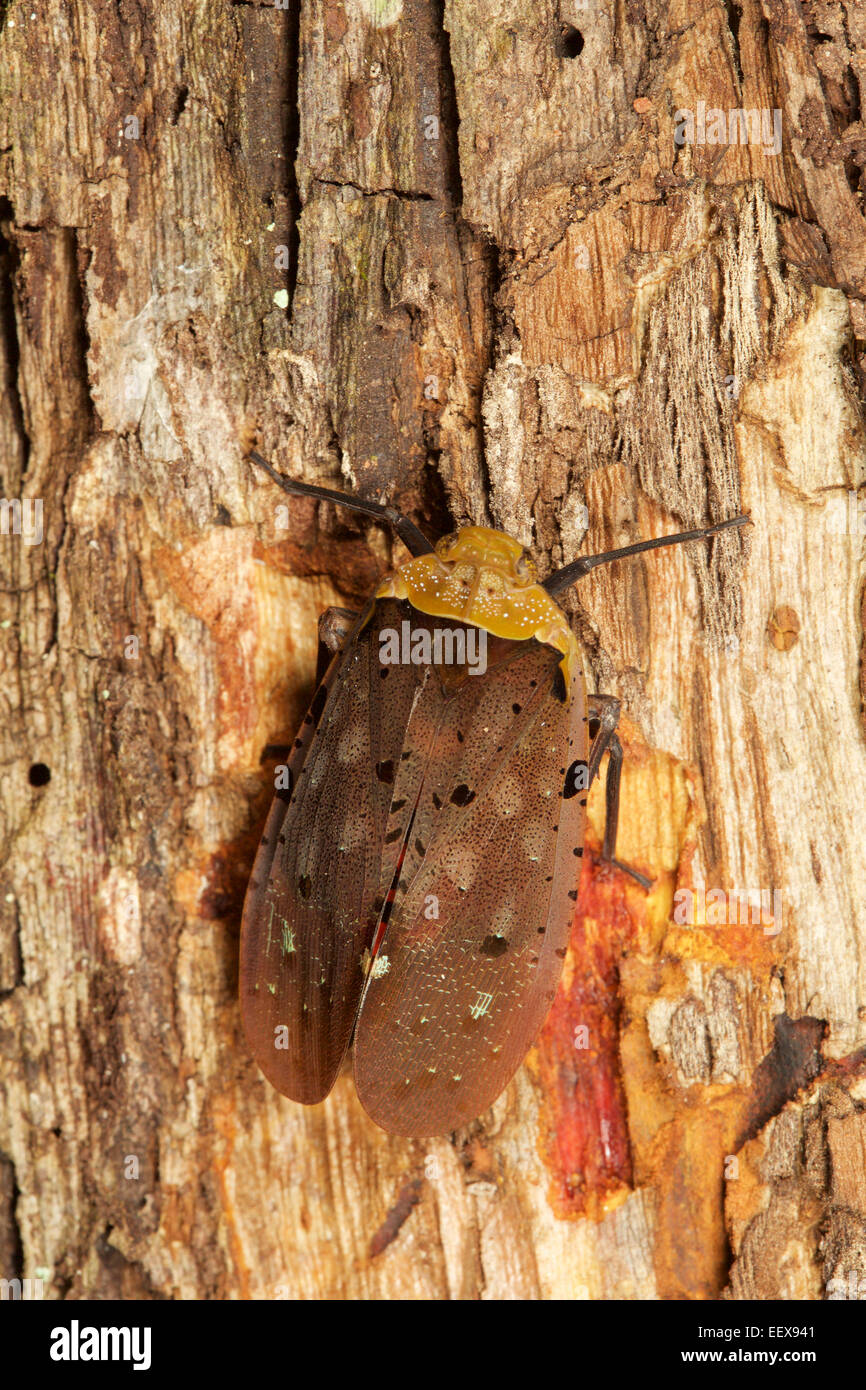 Penthicodes atomaria hi-res stock photography and images - Alamy