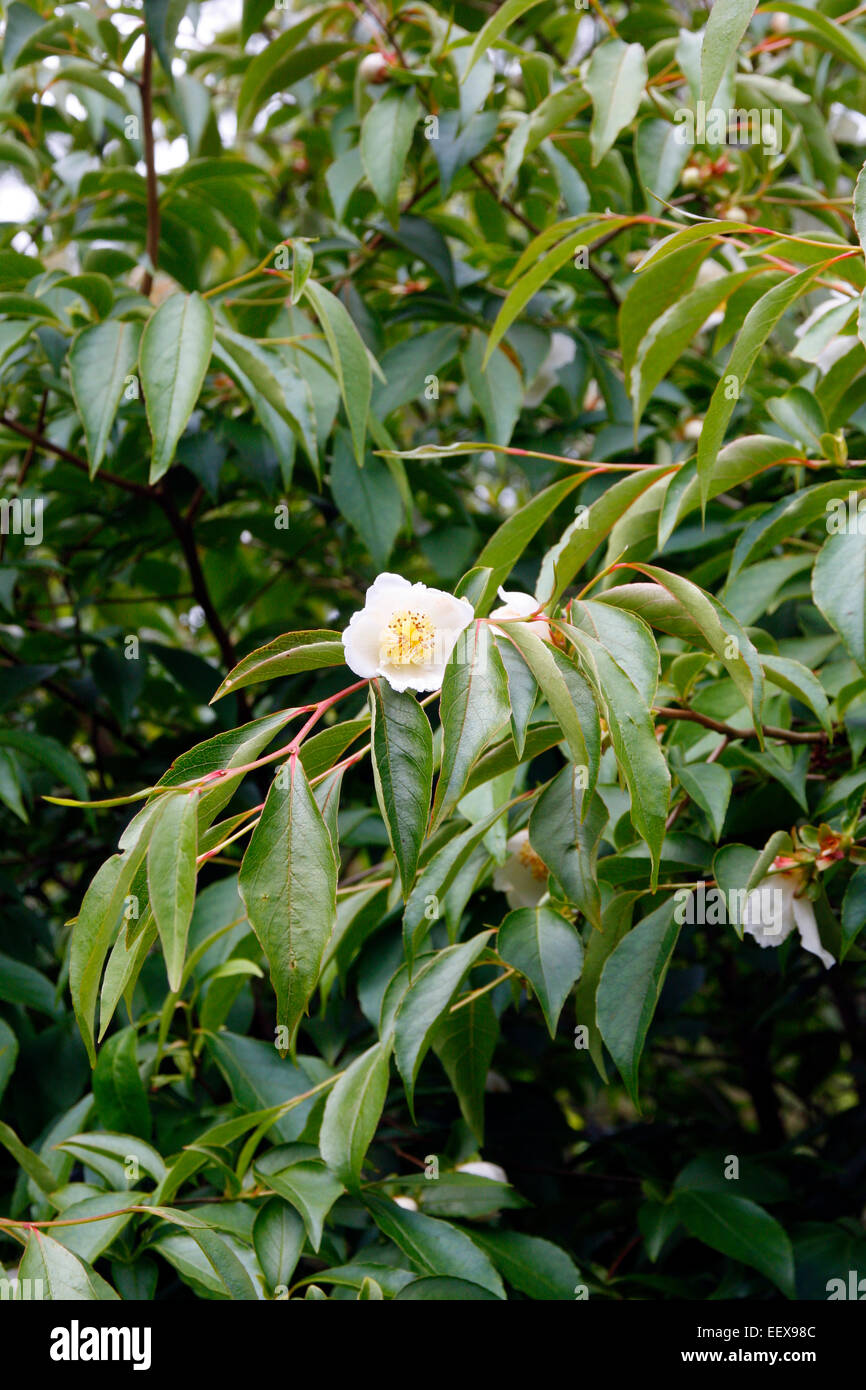 Stewartia Sinensis Stock Photos & Stewartia Sinensis Stock Images - Alamy