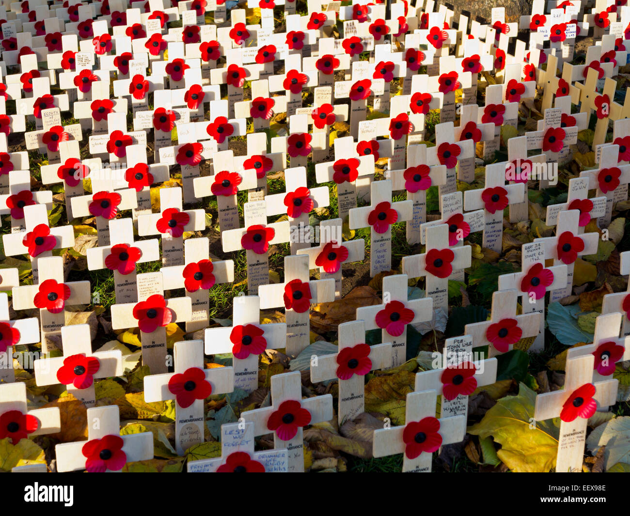 Rows of Royal British Legion memorial poppies on wooden crosses to ...