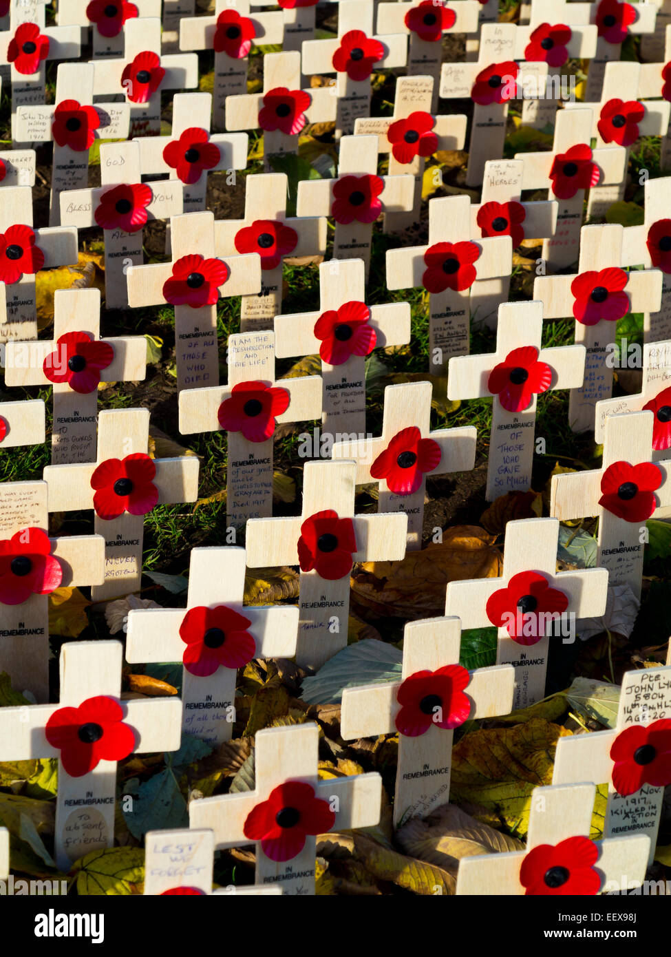 Rows of Royal British Legion memorial poppies on wooden crosses to ...