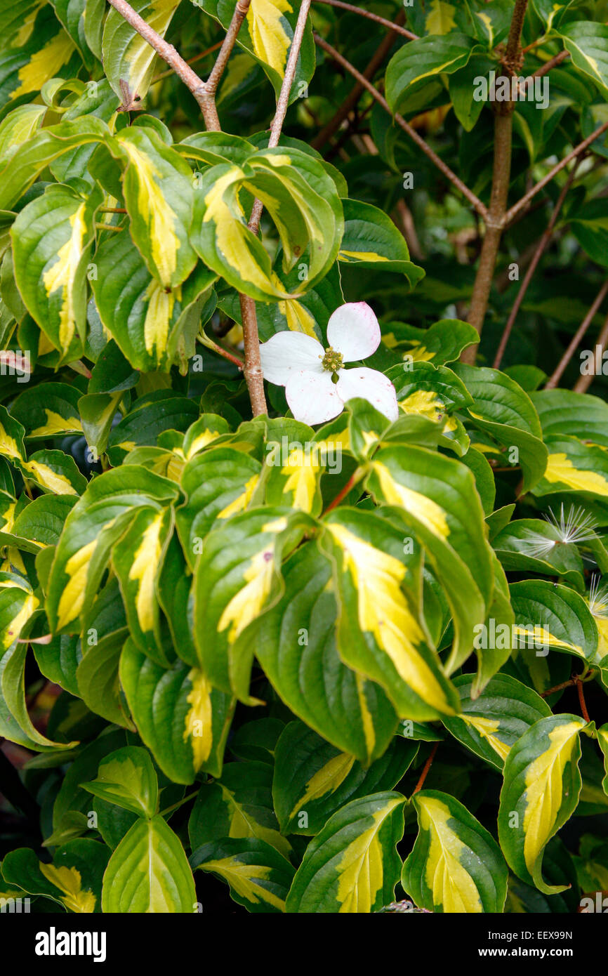 Cornus kousa gold star hi-res stock photography and images - Alamy