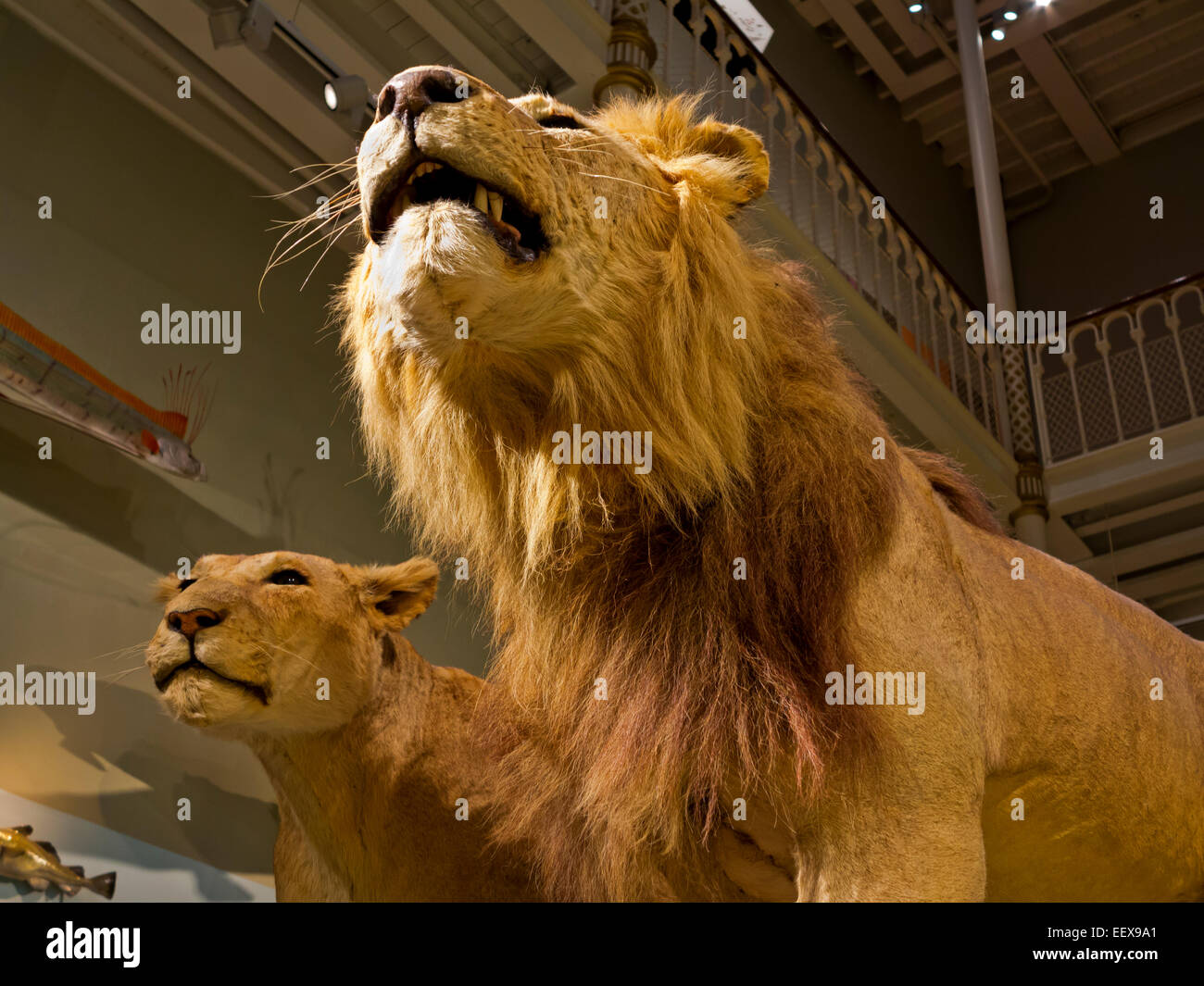 Taxidermy stuffed lion hi-res stock photography and images - Alamy