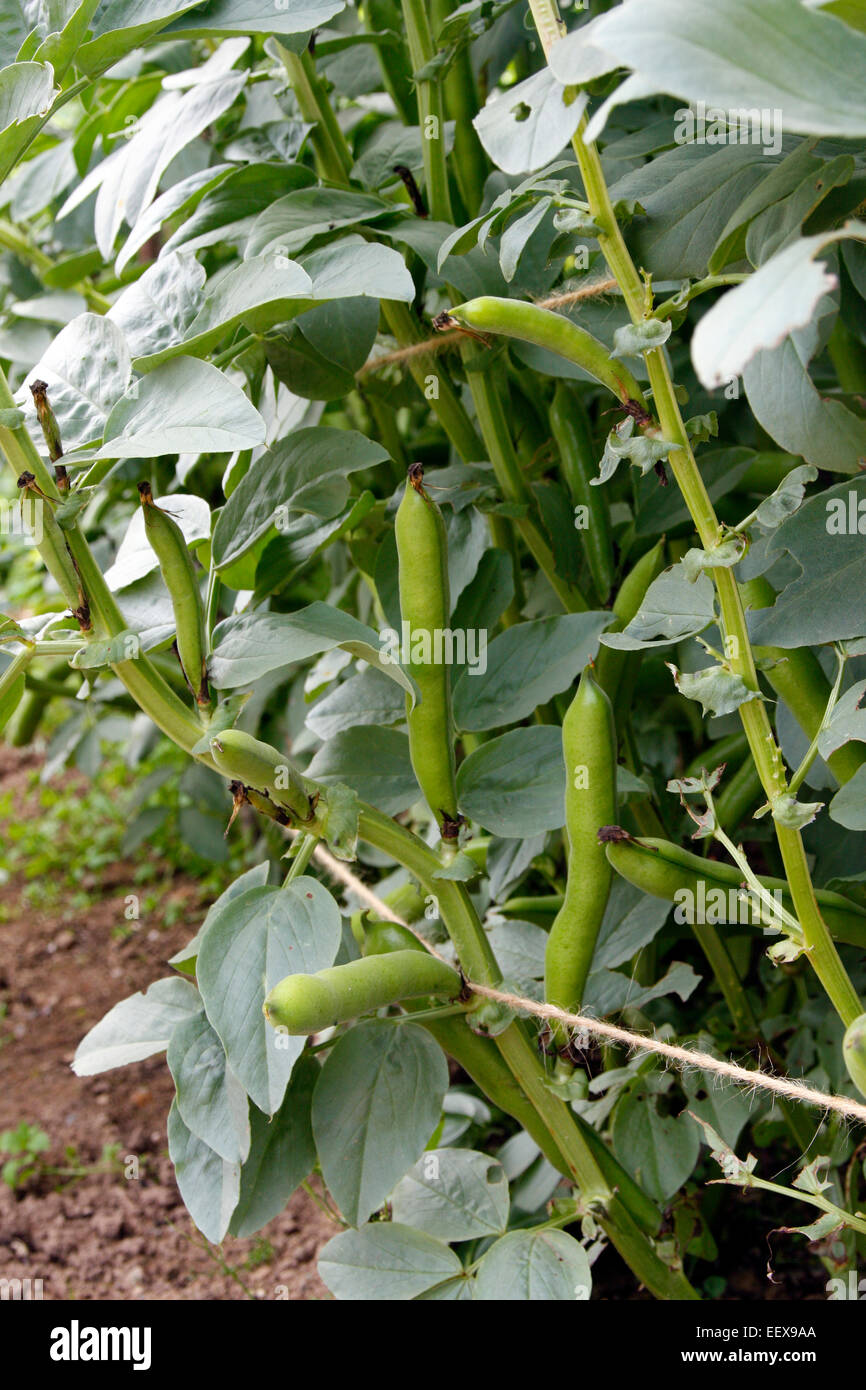 Food crop vegetable home grown garden bean broad beans hi-res stock ...