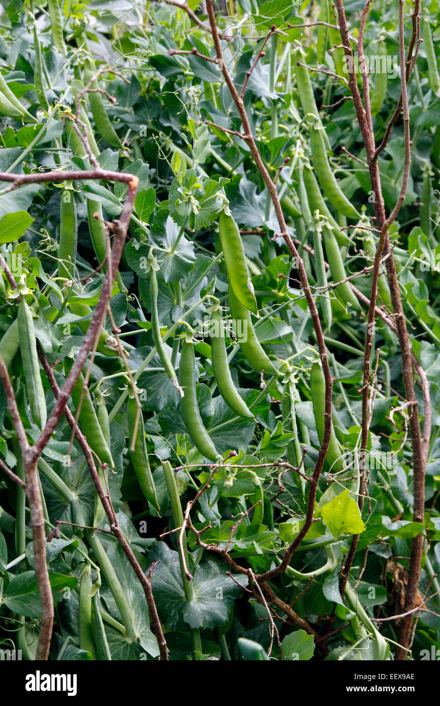 Peas hurst greenshaft hi-res stock photography and images - Alamy
