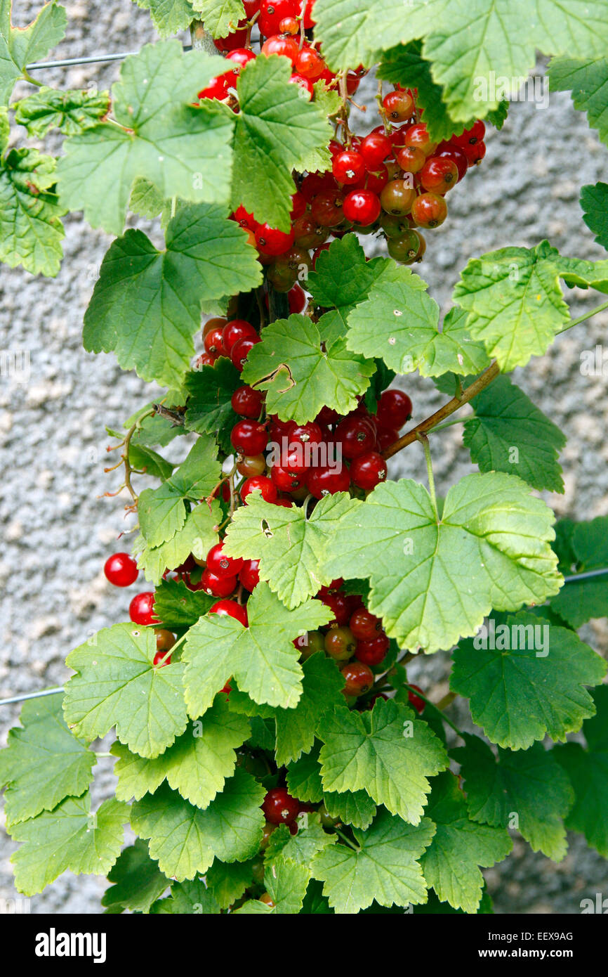 Ribes rubrum flower hi-res stock photography and images - Alamy