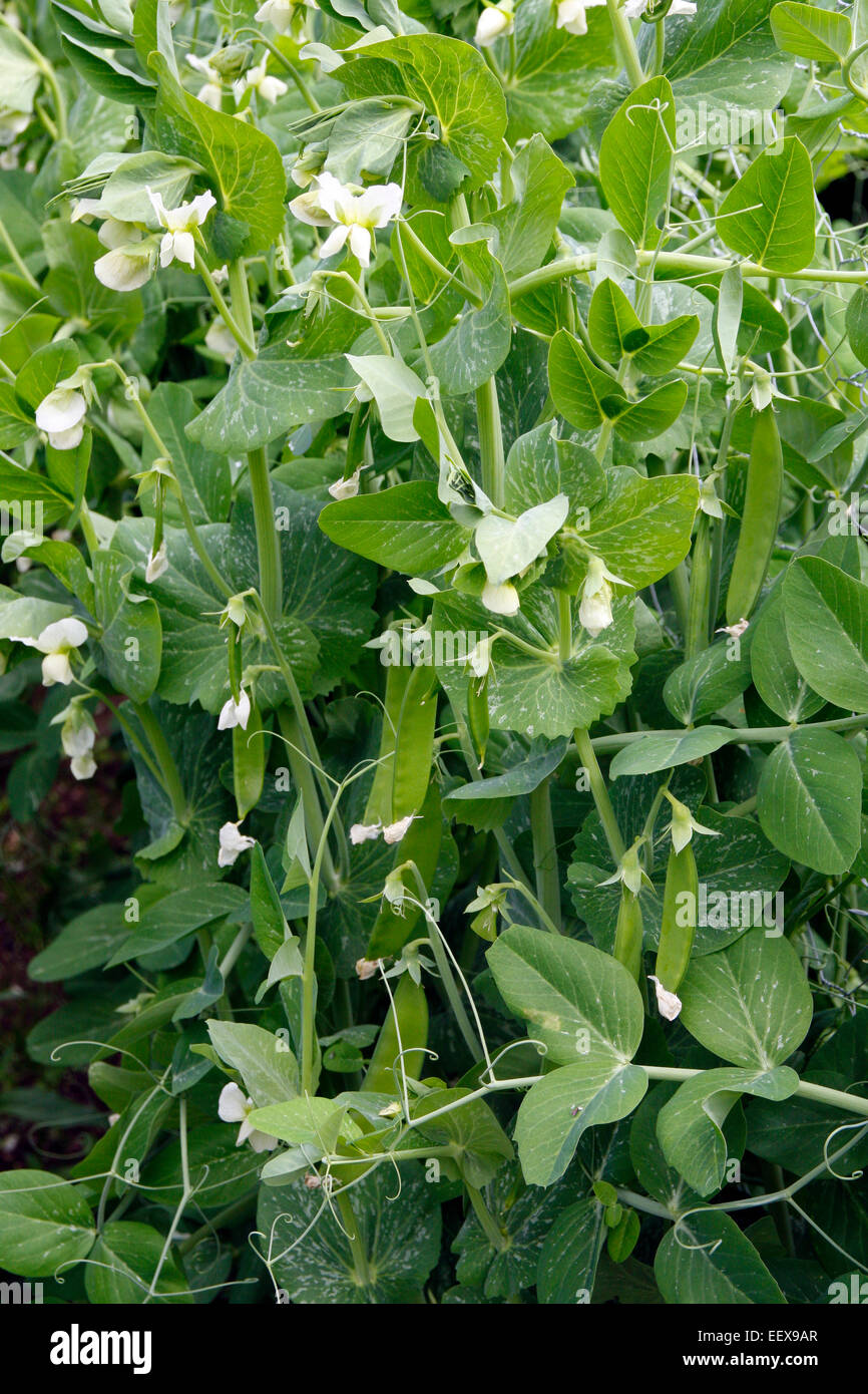Mangetout pods hi-res stock photography and images - Alamy