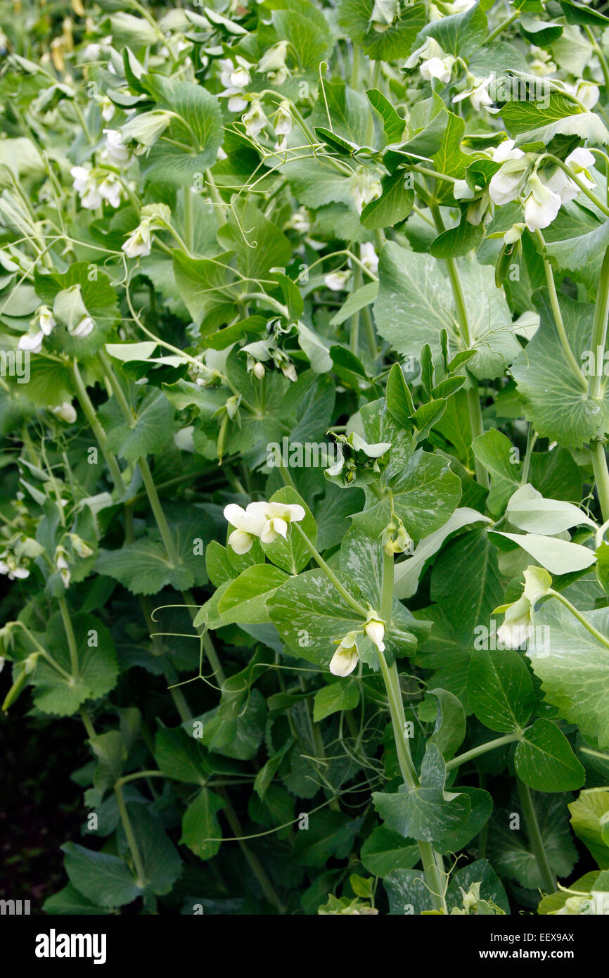 Garden grown sugar snap peas hi-res stock photography and images - Alamy