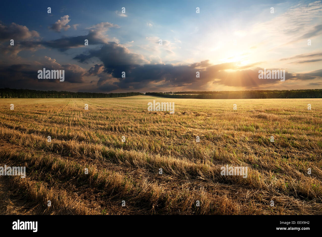 Sunbeams through clouds over the autumn field Stock Photo - Alamy