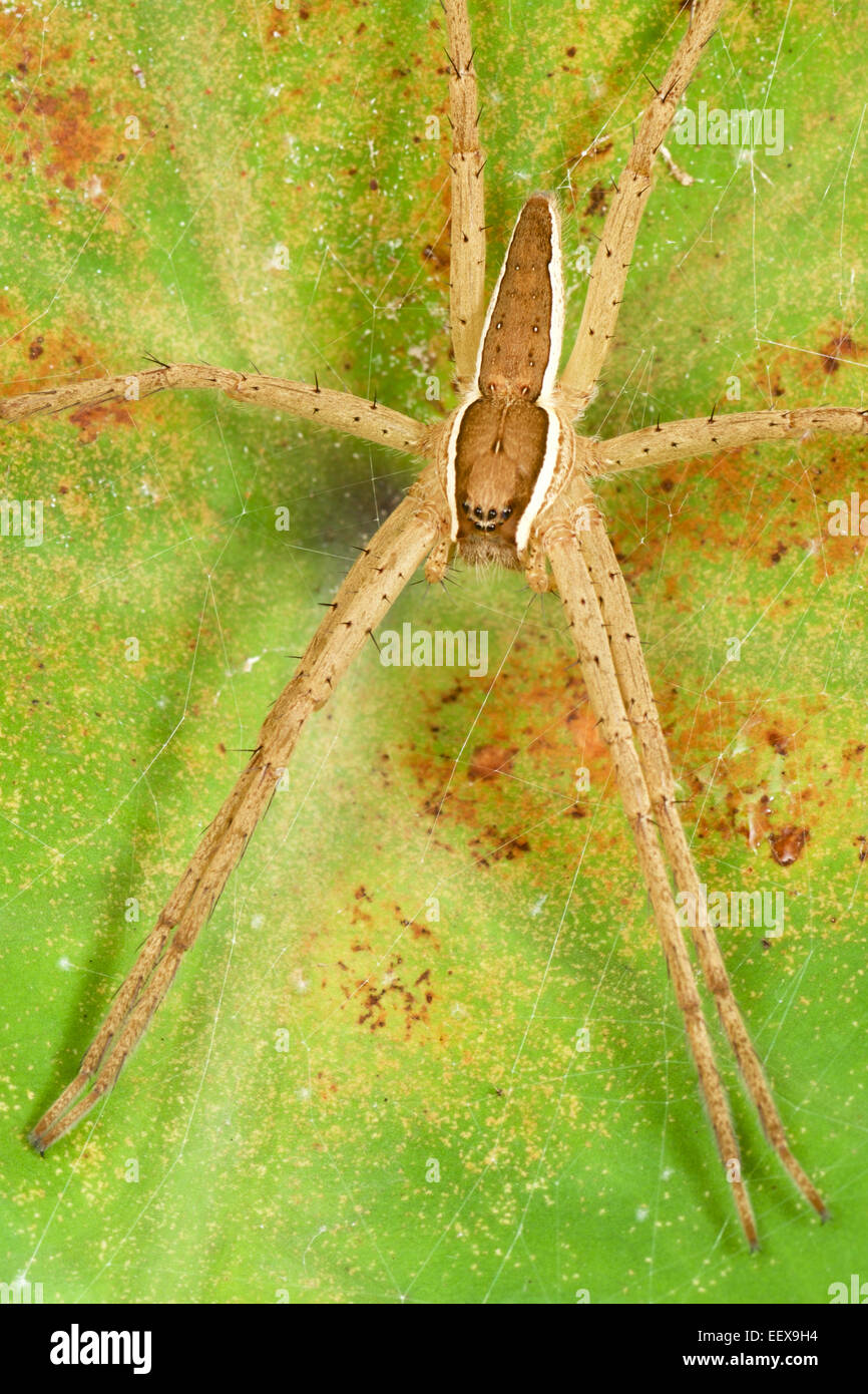 Nursery web or fishing spider.Family: PISAURIDAE at Khao Ang Rue Nai ...