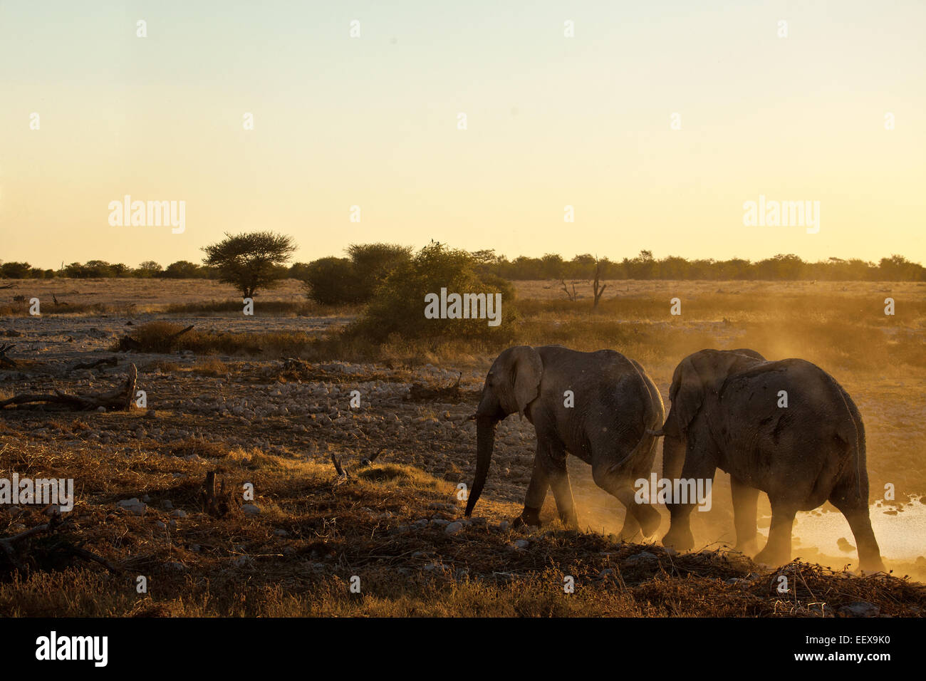African elephant ears hi-res stock photography and images - Alamy