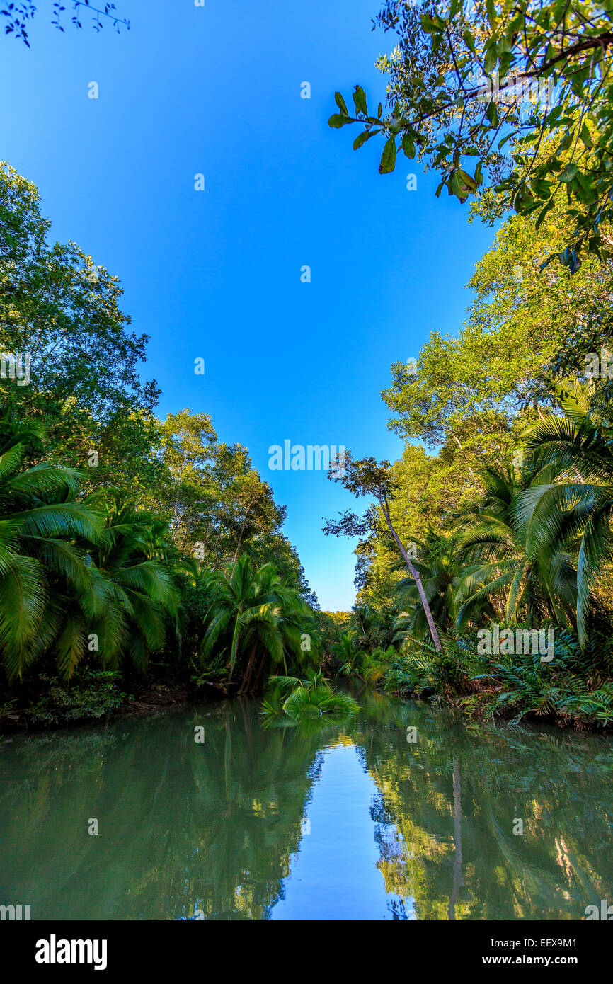 Mangroves of Manuel Antonio, Costa Rica Stock Photo - Alamy