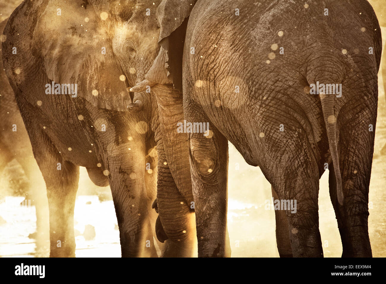 Elephant ears african hi-res stock photography and images - Alamy