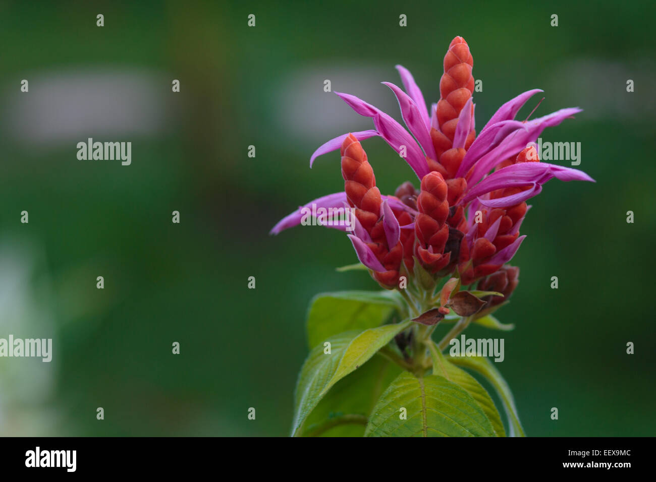 Native flower of Costa Rica Stock Photo - Alamy