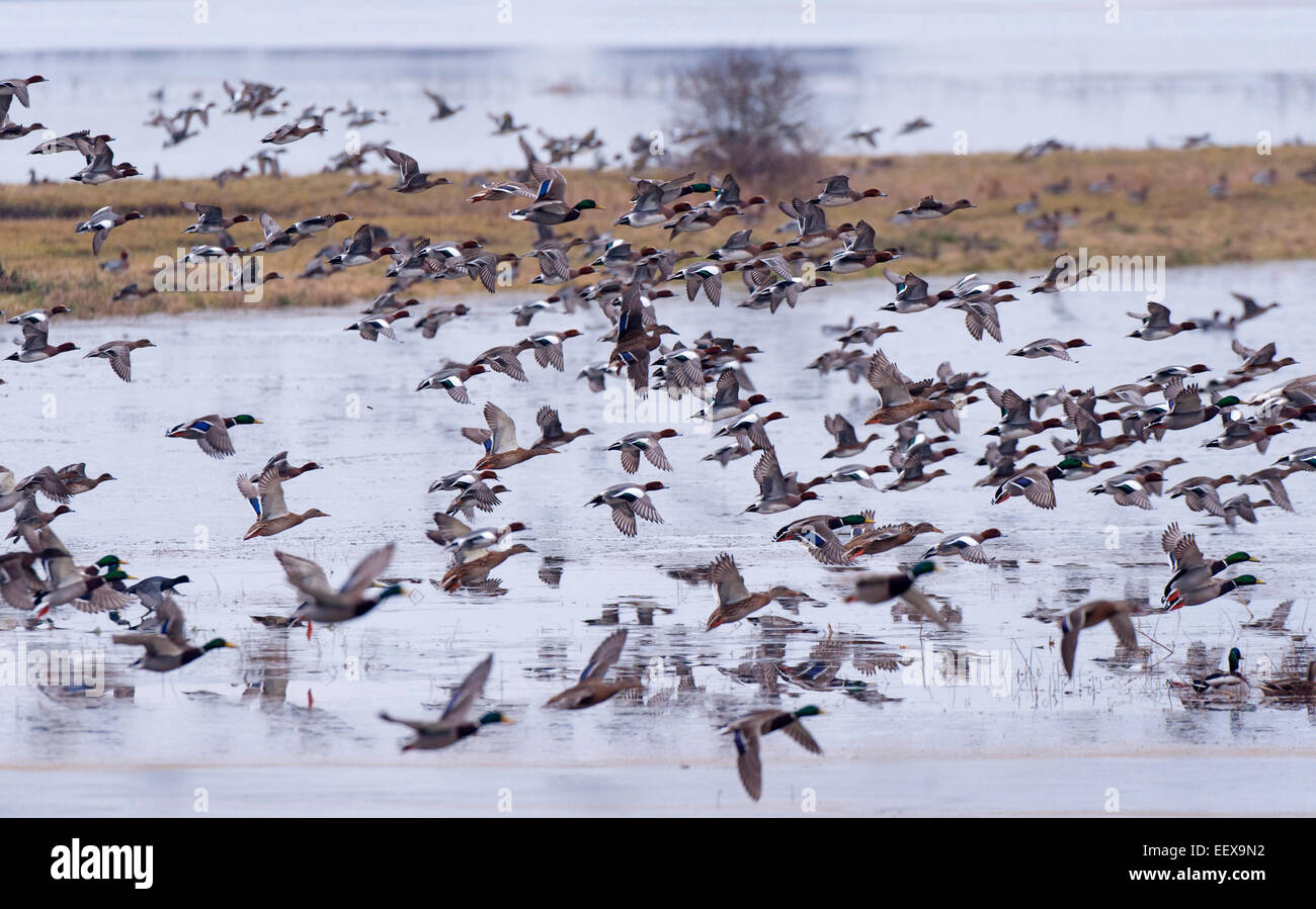 Mixed flock of wild duck in flight over icy lake Stock Photo - Alamy