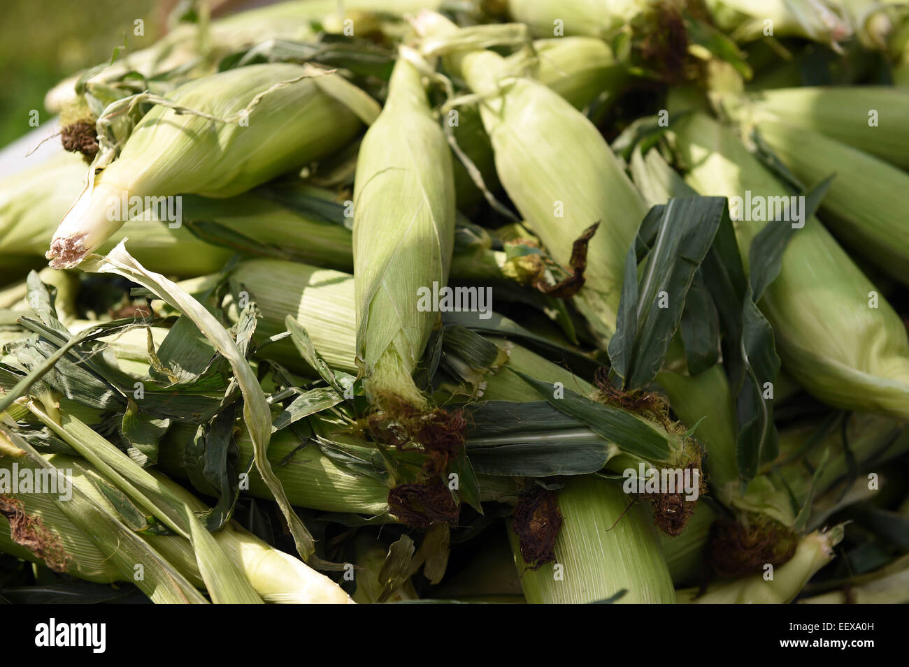 Corn and Farm fresh produce at a farmer's market in CT USA Stock Photo ...