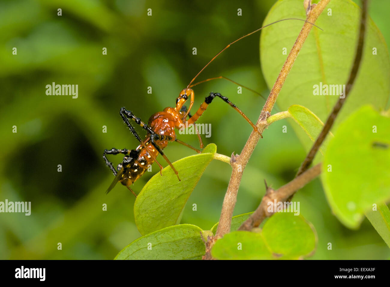 Assassin bugs use piercing, sucking mouth parts to feed, and have long ...