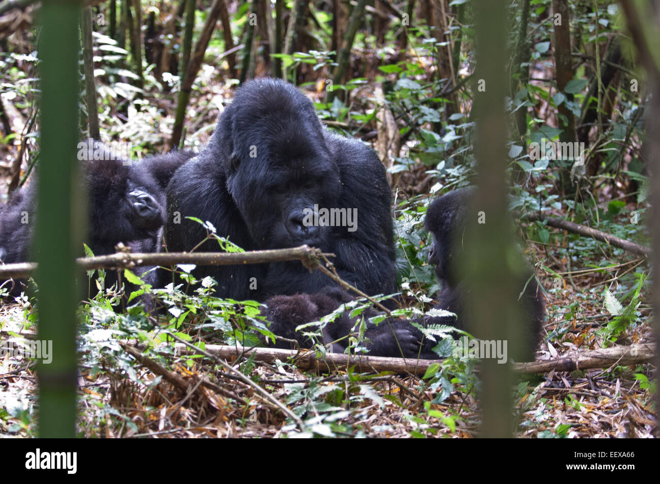 Gorilla's of Agashya family in Volcano National Park, Rwanda Stock ...