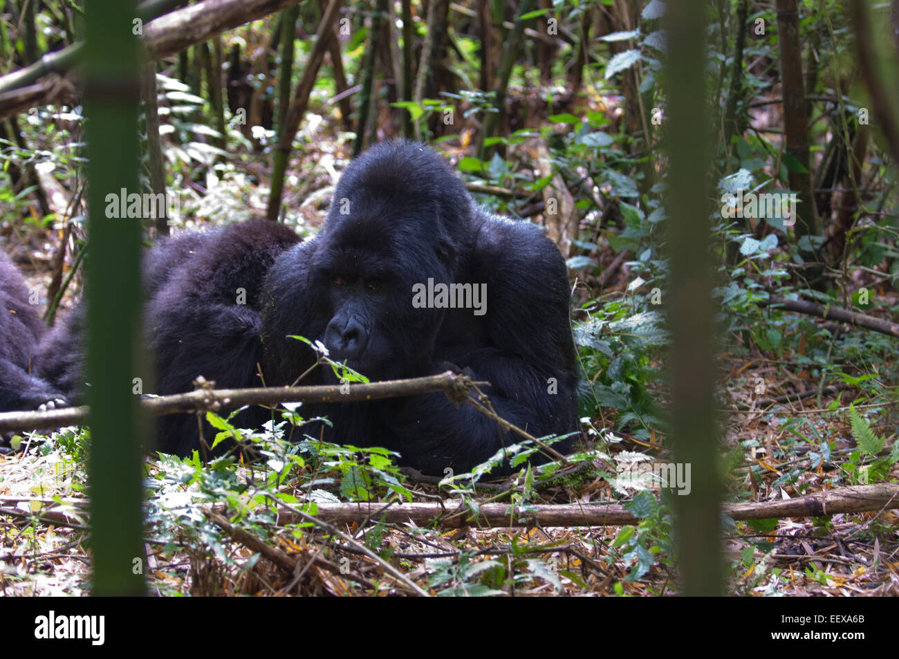 Gorilla's of Agashya family in Volcano National Park, Rwanda Stock ...