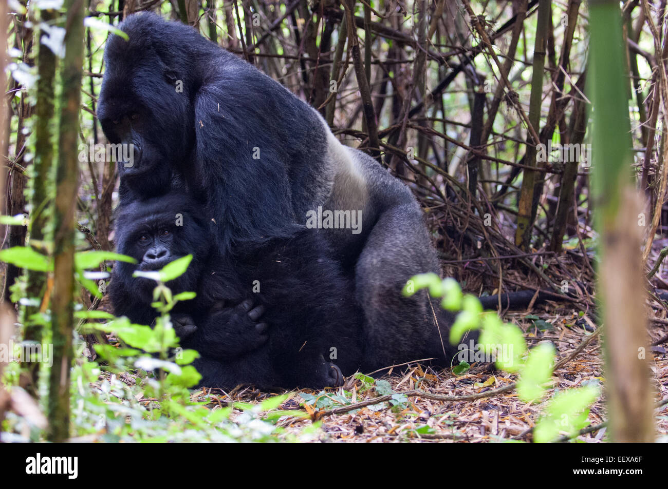 Mating gorilla's of Agashya family in Volcano National Park, Rwanda ...