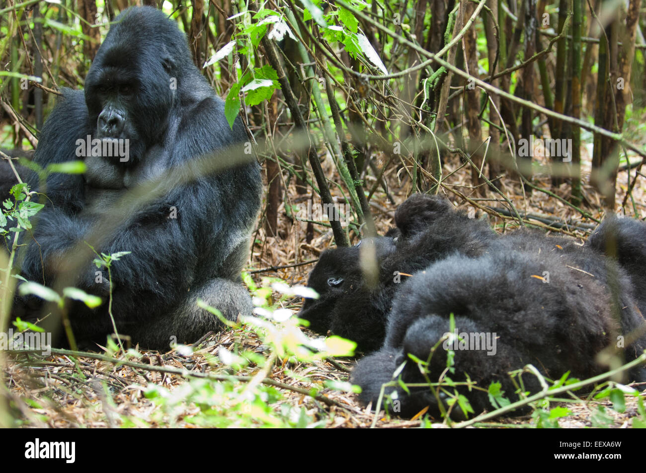 Gorilla's of Agashya family in Volcano National Park, Rwanda Stock ...
