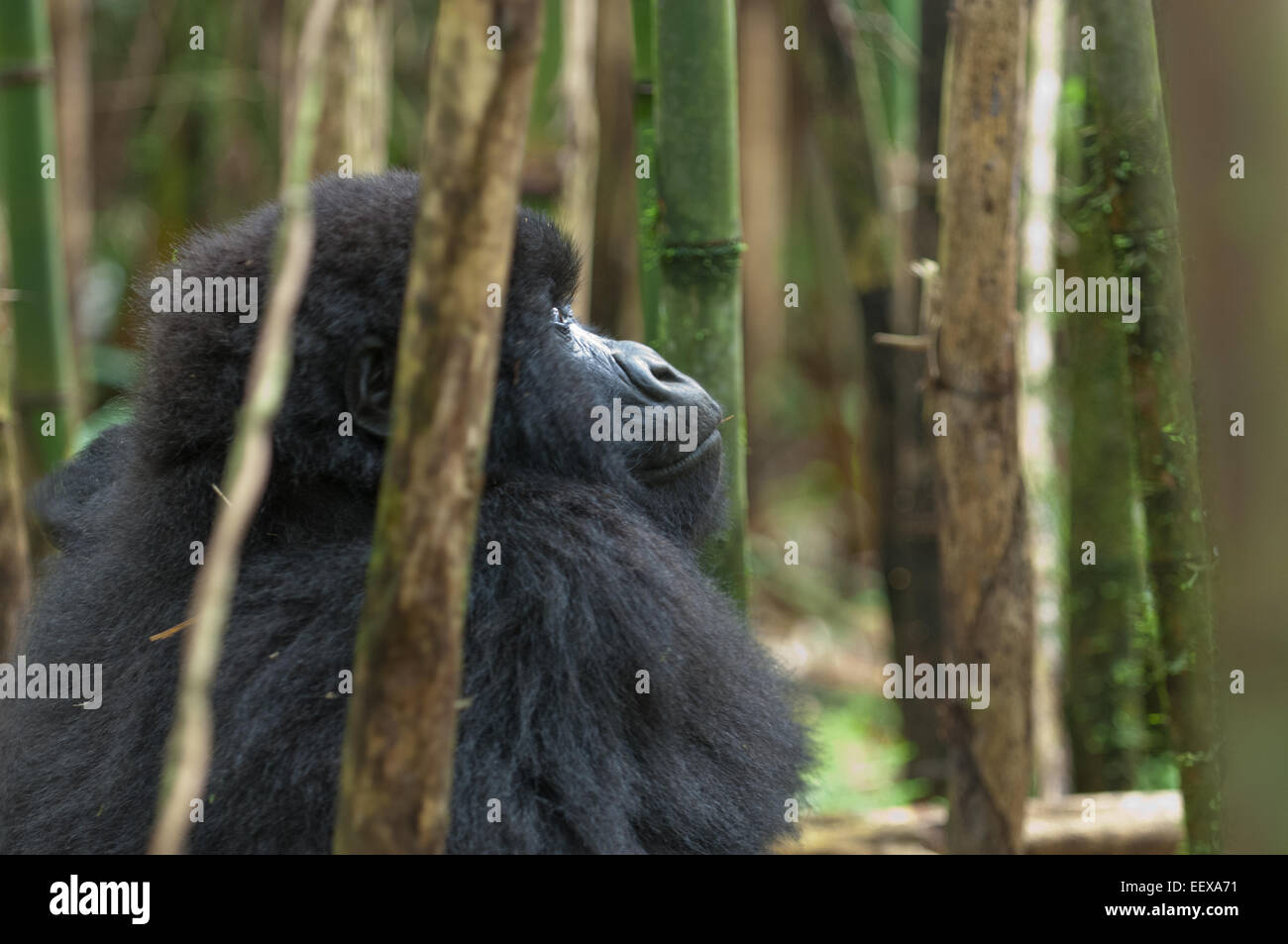Gorilla's of Agashya family in Volcano National Park, Rwanda Stock ...