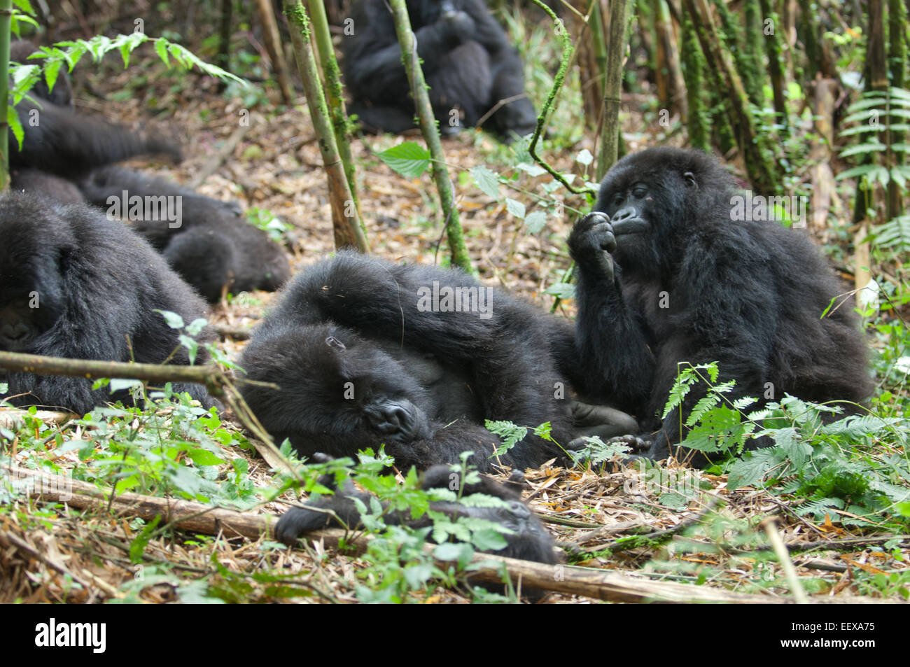 Gorillas Rwanda Family Volcano High Resolution Stock Photography and ...