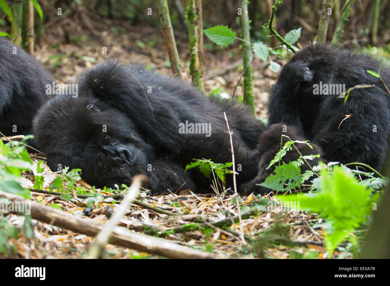 Dian fossey gorilla hi-res stock photography and images - Alamy