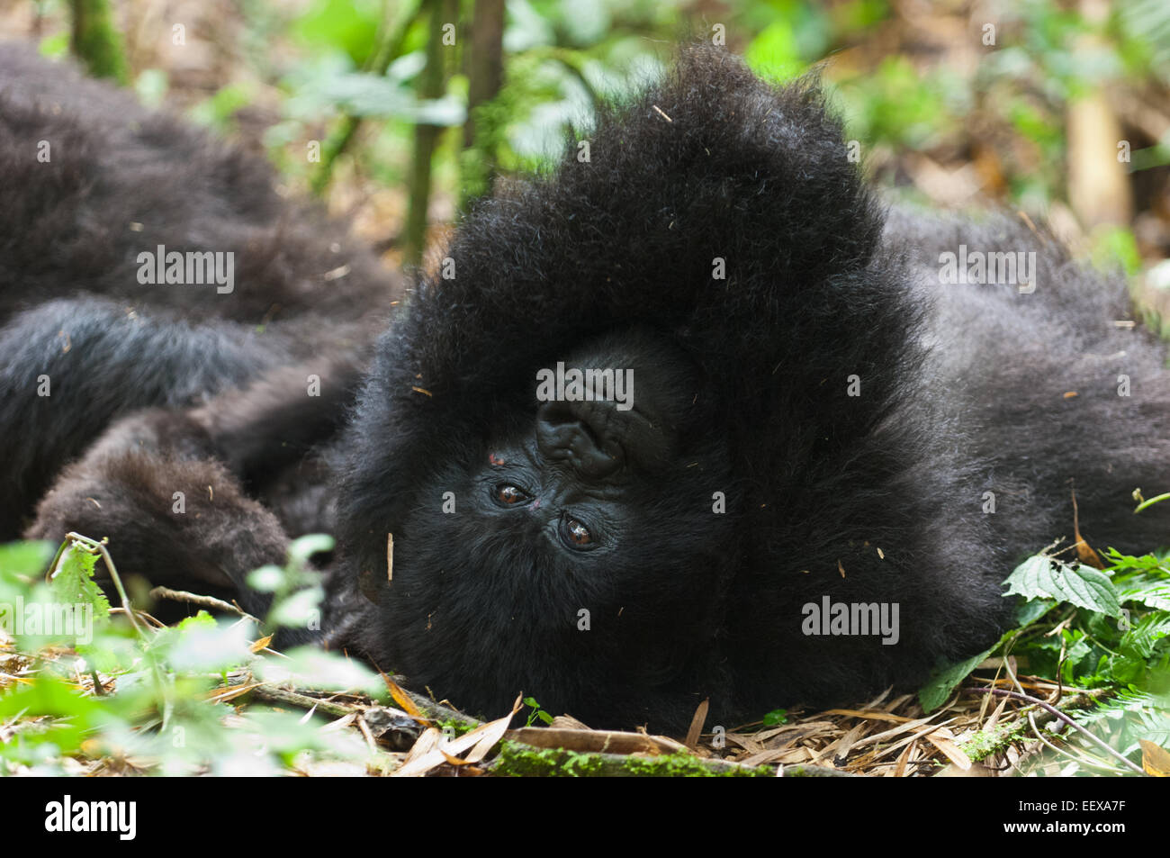 Gorilla's of Agashya family in Volcano National Park, Rwanda Stock ...