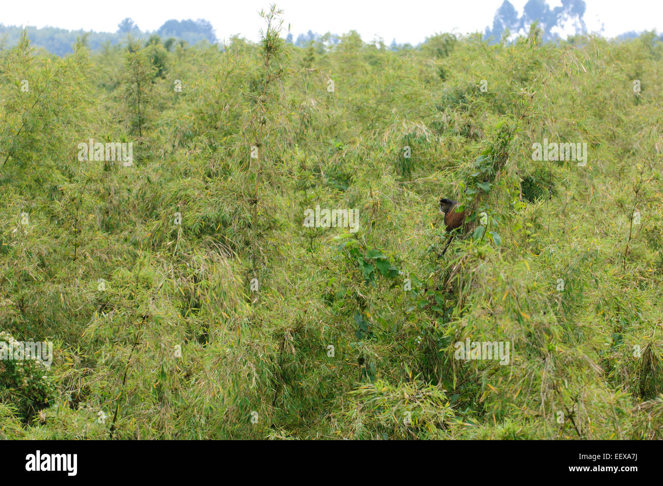 A single golden monkey in the bamboo woods of Volcanoes National Park ...