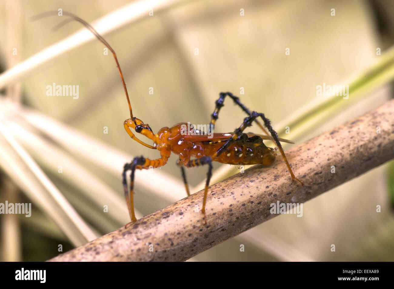 Assassin bugs use piercing, sucking mouthparts to feed, and have long ...