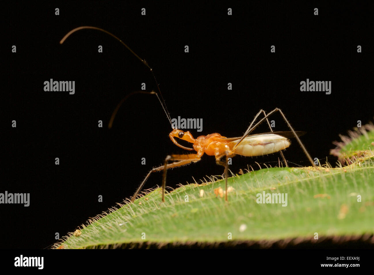 Reduviidae Assassin Bug In Phu Khieo Wildlife Sanctuary Thailand Stock