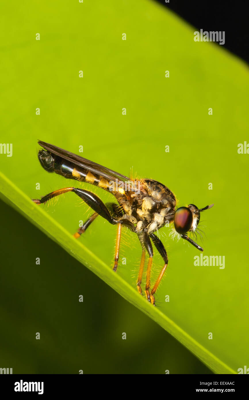 A robber fly (Asilidae) in Khai Yai National Park, Thailand Stock Photo ...