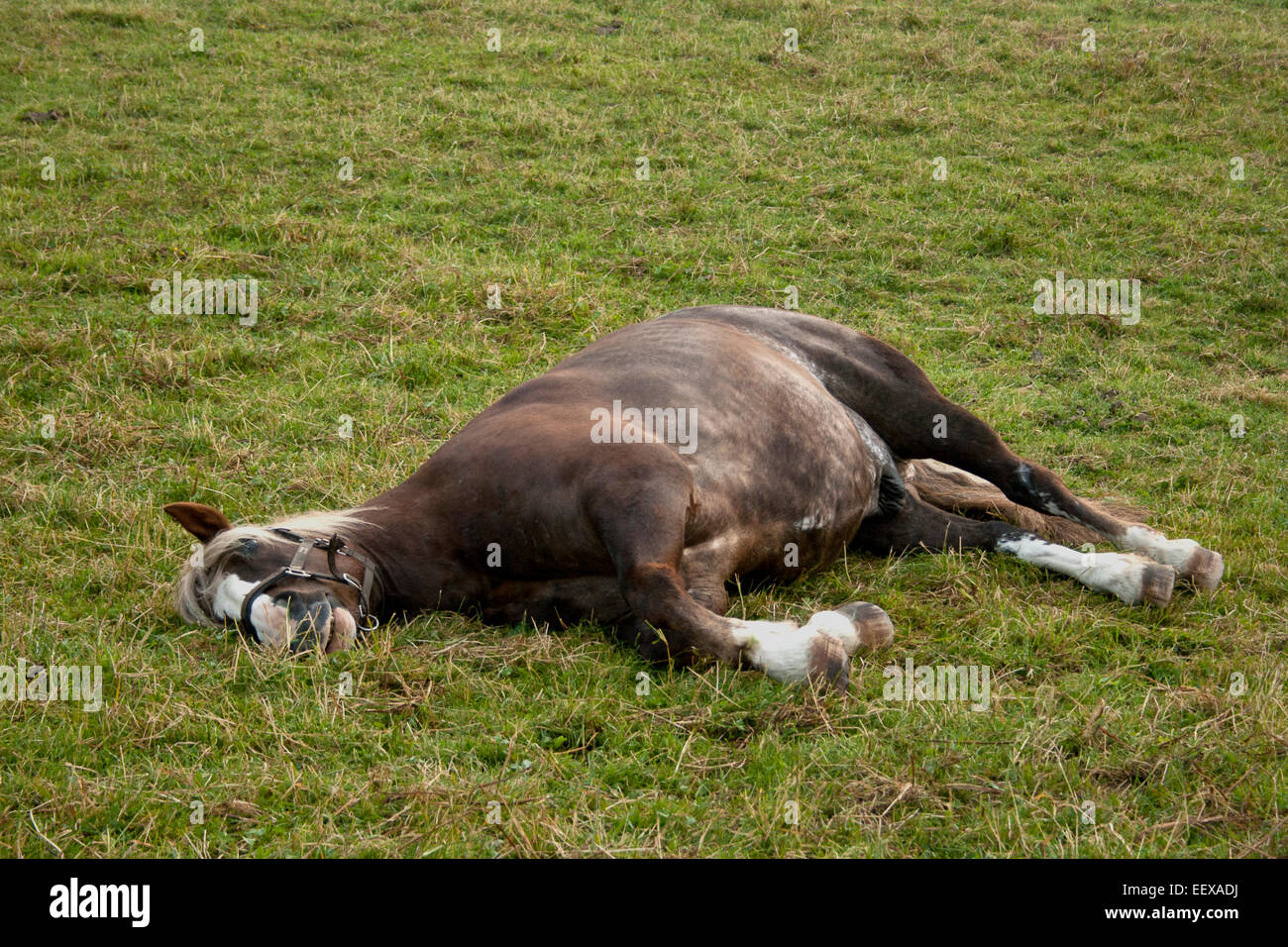 Sleeping horses hi-res stock photography and images - Alamy