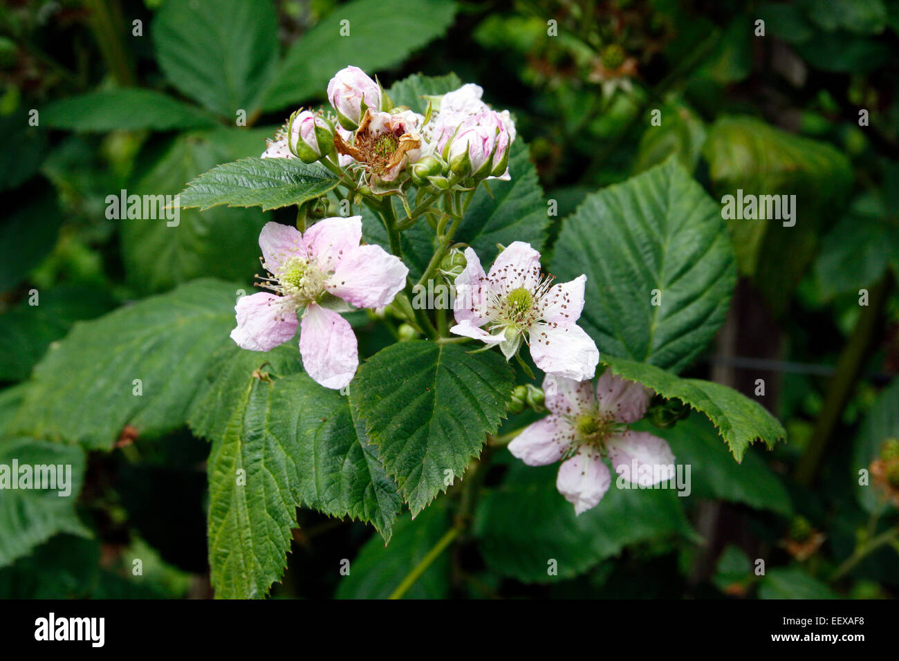 Blackberry rubus ‘loch ness’ hi-res stock photography and images - Alamy