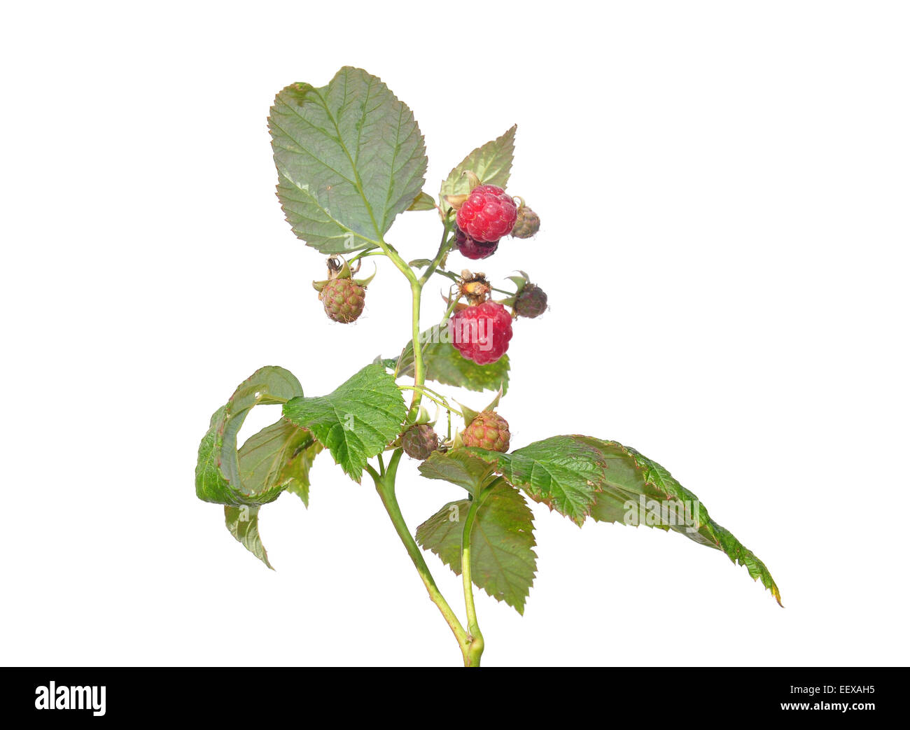 Raspberry (Rubus idaeus Stock Photo - Alamy