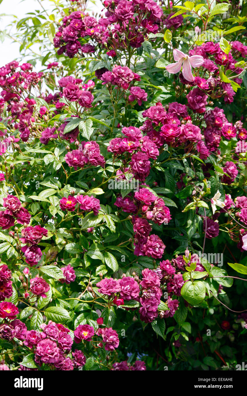 Purple rambler rose hi-res stock photography and images - Alamy