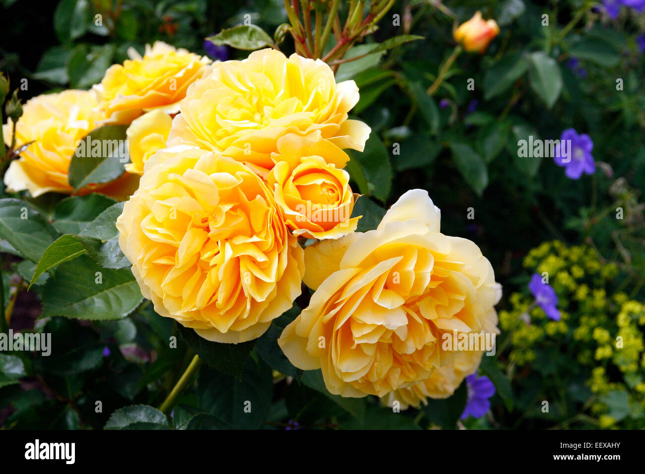 Graham Thomas Rose Garden High Resolution Stock Photography and Images ...