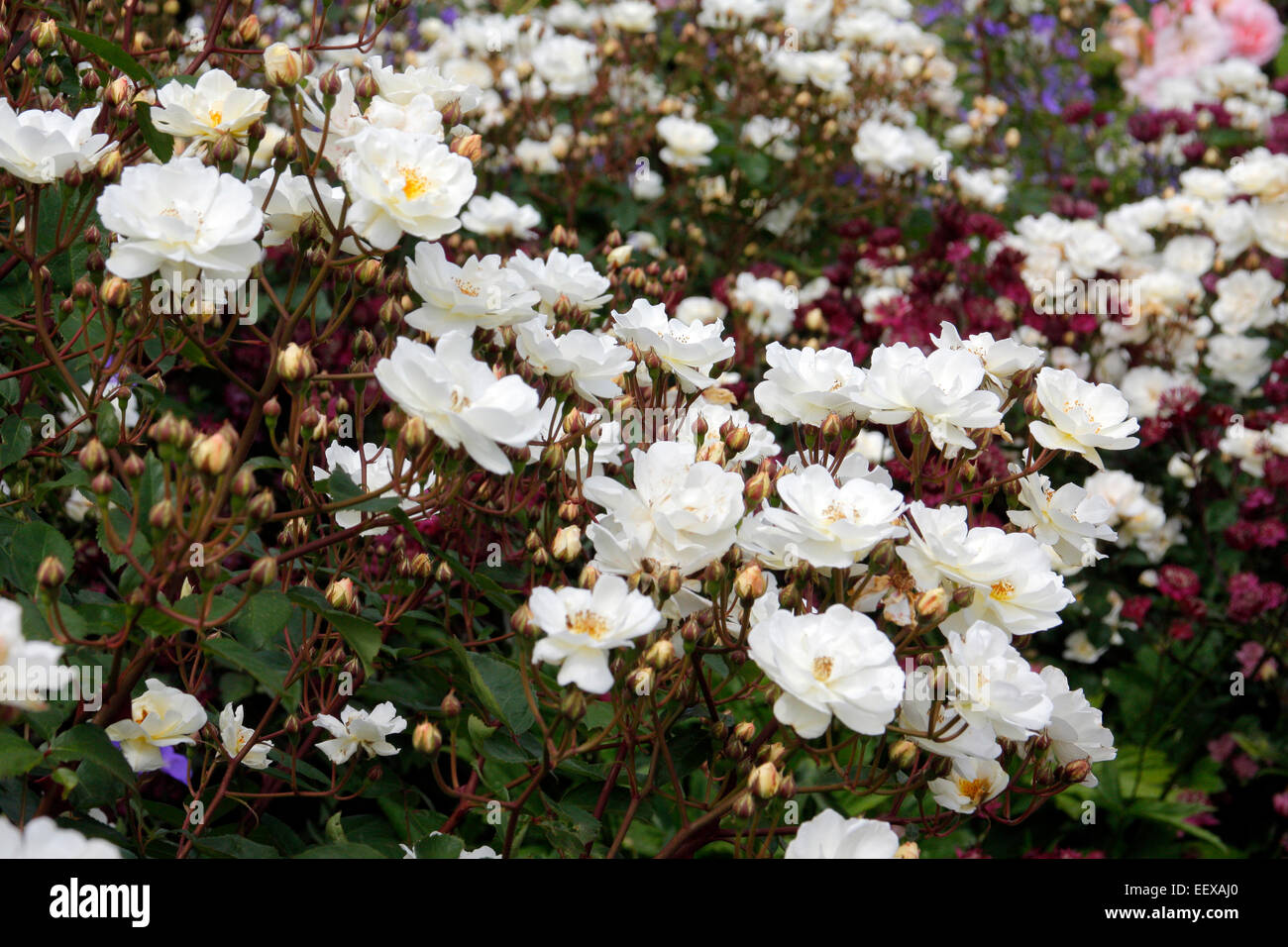 Rosa Moonlight High Resolution Stock Photography and Images - Alamy
