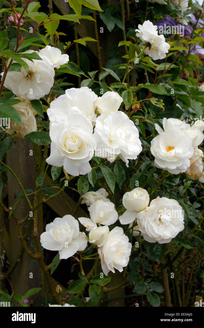 Climbing Iceberg Rose High Resolution Stock Photography and Images - Alamy