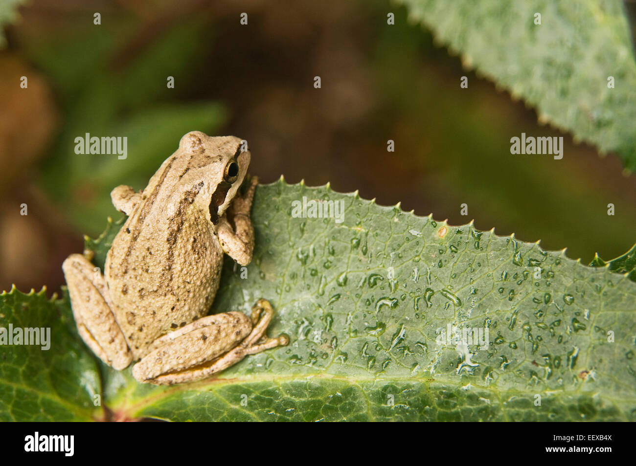 Wildlife tree frog hi-res stock photography and images - Alamy