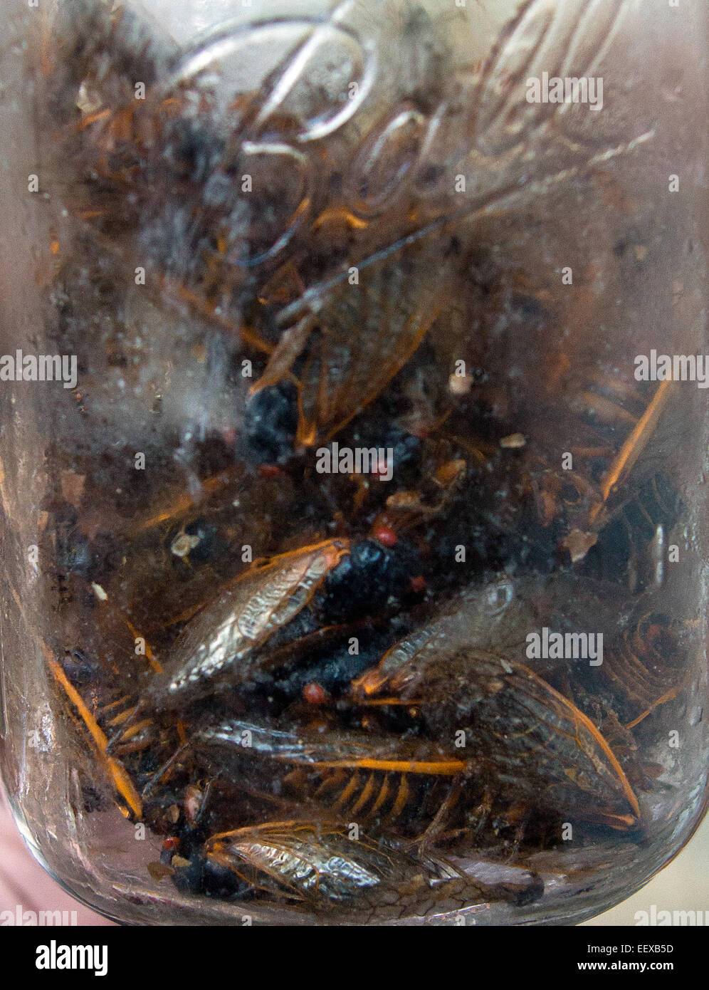 Cicada insect cicadas insects hi-res stock photography and images - Alamy