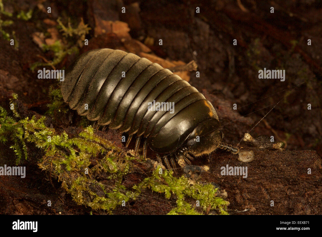 A pill millipede of the order Sphaerotheriida walking on a moss covered ...