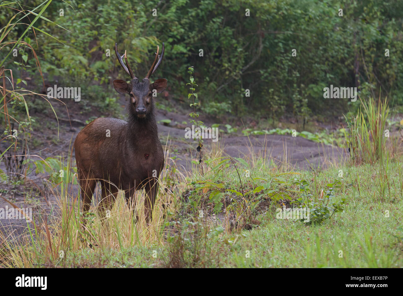Sambar Antlers High Resolution Stock Photography and Images - Alamy
