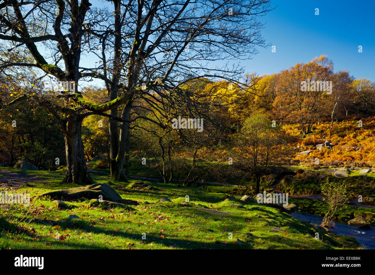 Autumnal scene at Padley Gorge on the Longshaw Estate in the Peak ...