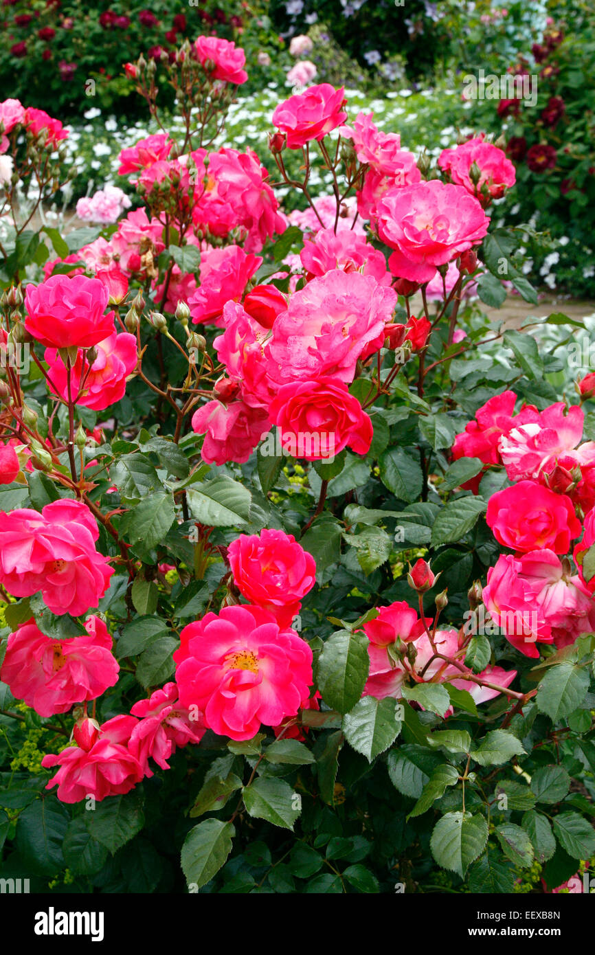 Kathleen ferrier hi-res stock photography and images - Alamy