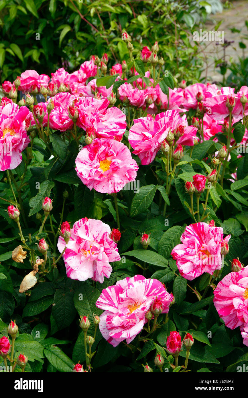 Rosa Gallica Versicolor High Resolution Stock Photography and Images ...