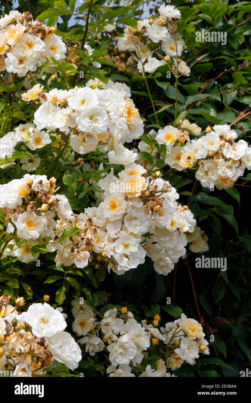 Malvern hills rambling rose hi-res stock photography and images - Alamy