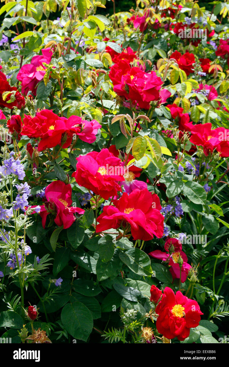 Red rose vermillion hi-res stock photography and images - Alamy