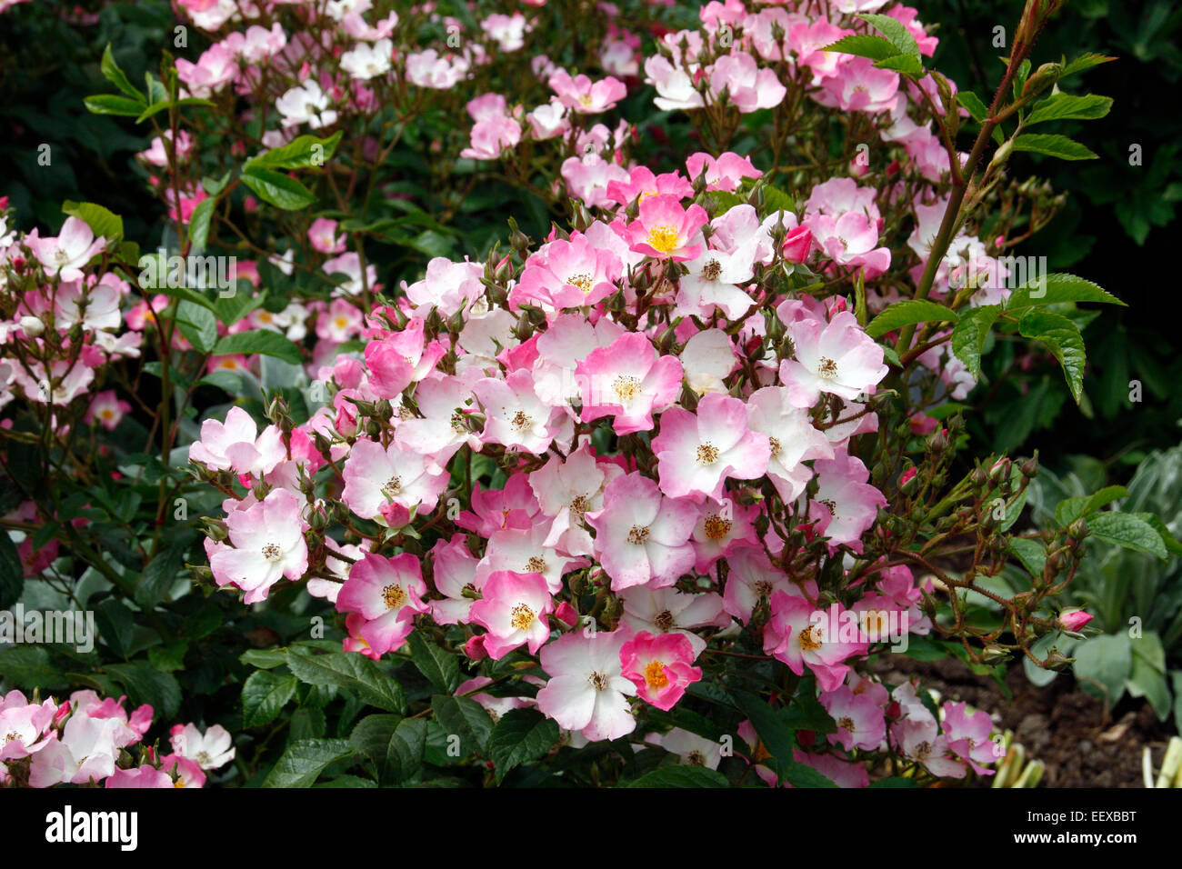Hybrid musk garden hi-res stock photography and images - Alamy