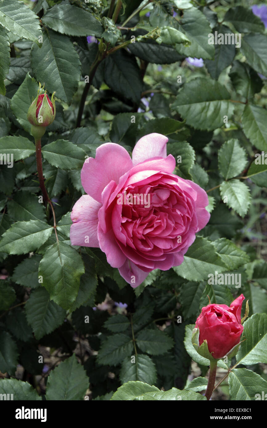 Rose wisley hi-res stock photography and images - Alamy